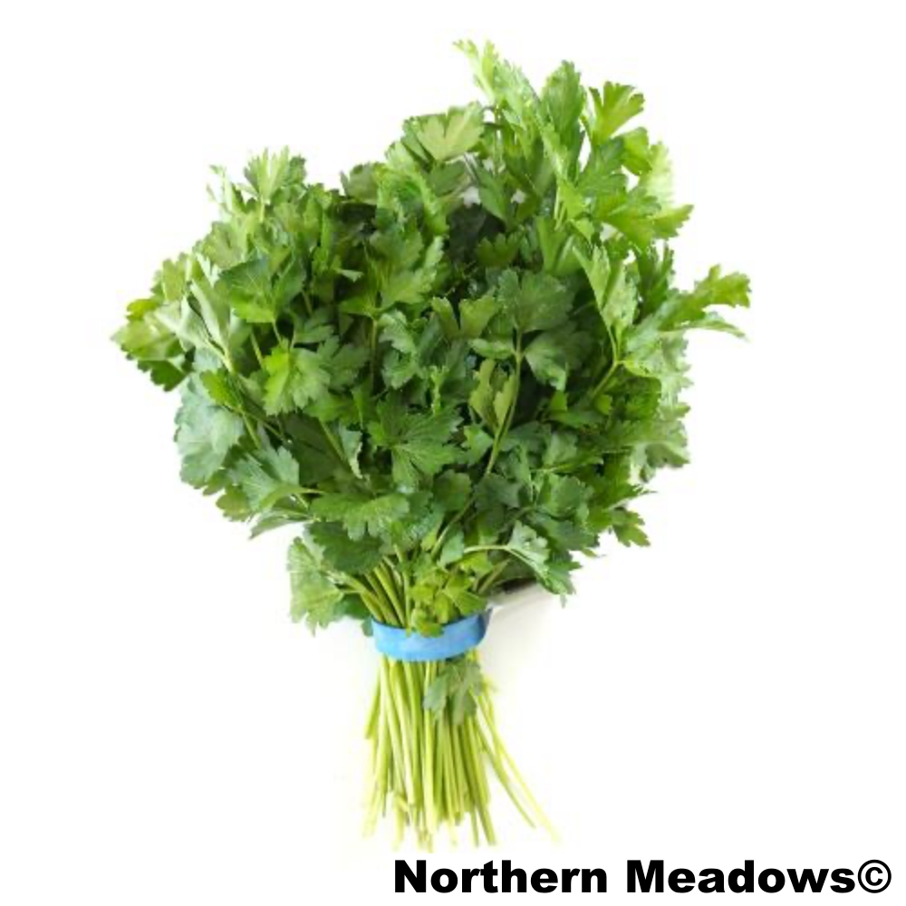 Italian Parsley - Northern Meadows
