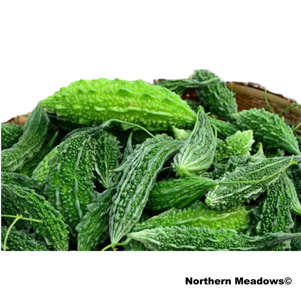 Bitter Melon- South Asian - Northern Meadows