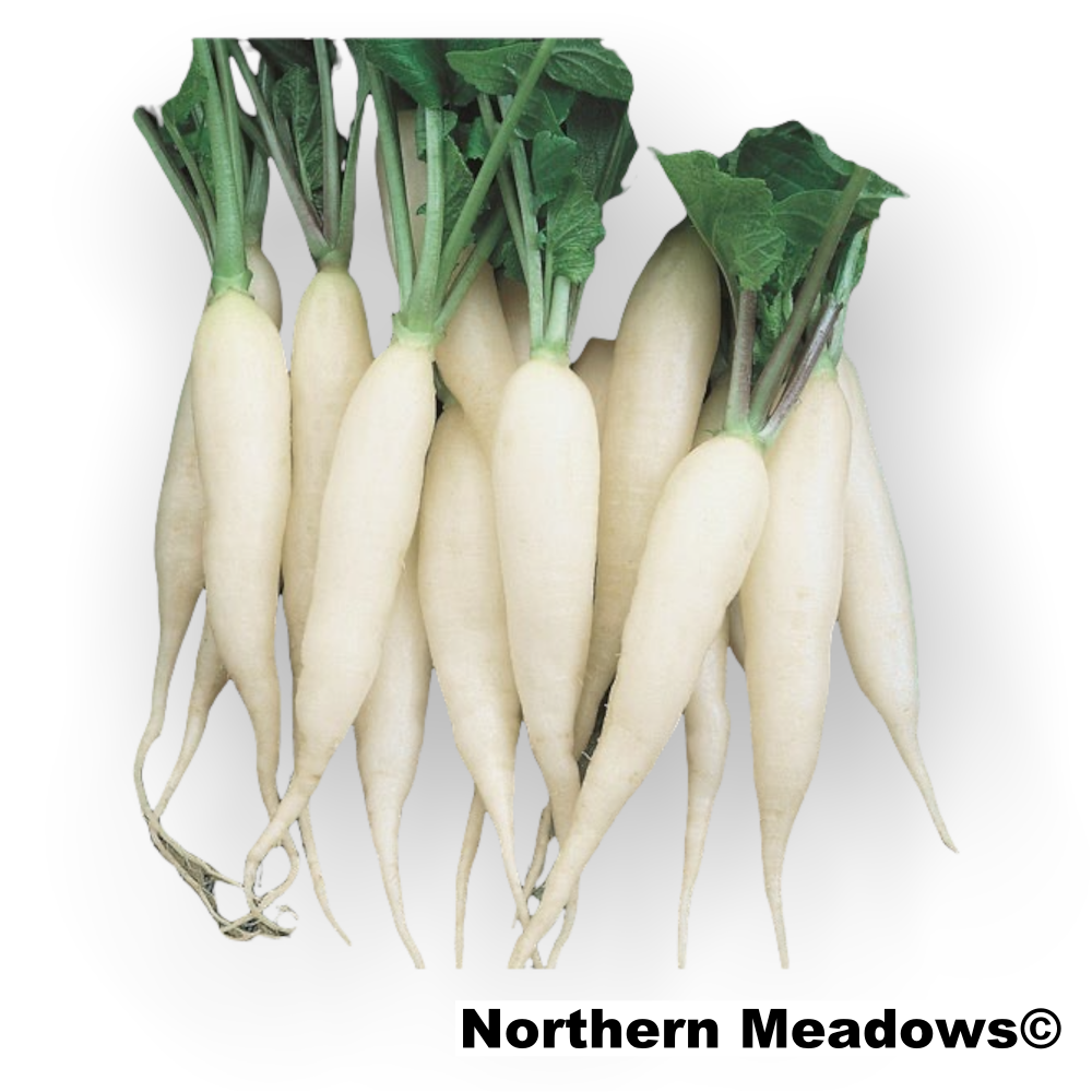 White Icicle Radish (Heirloom) - Northern Meadows