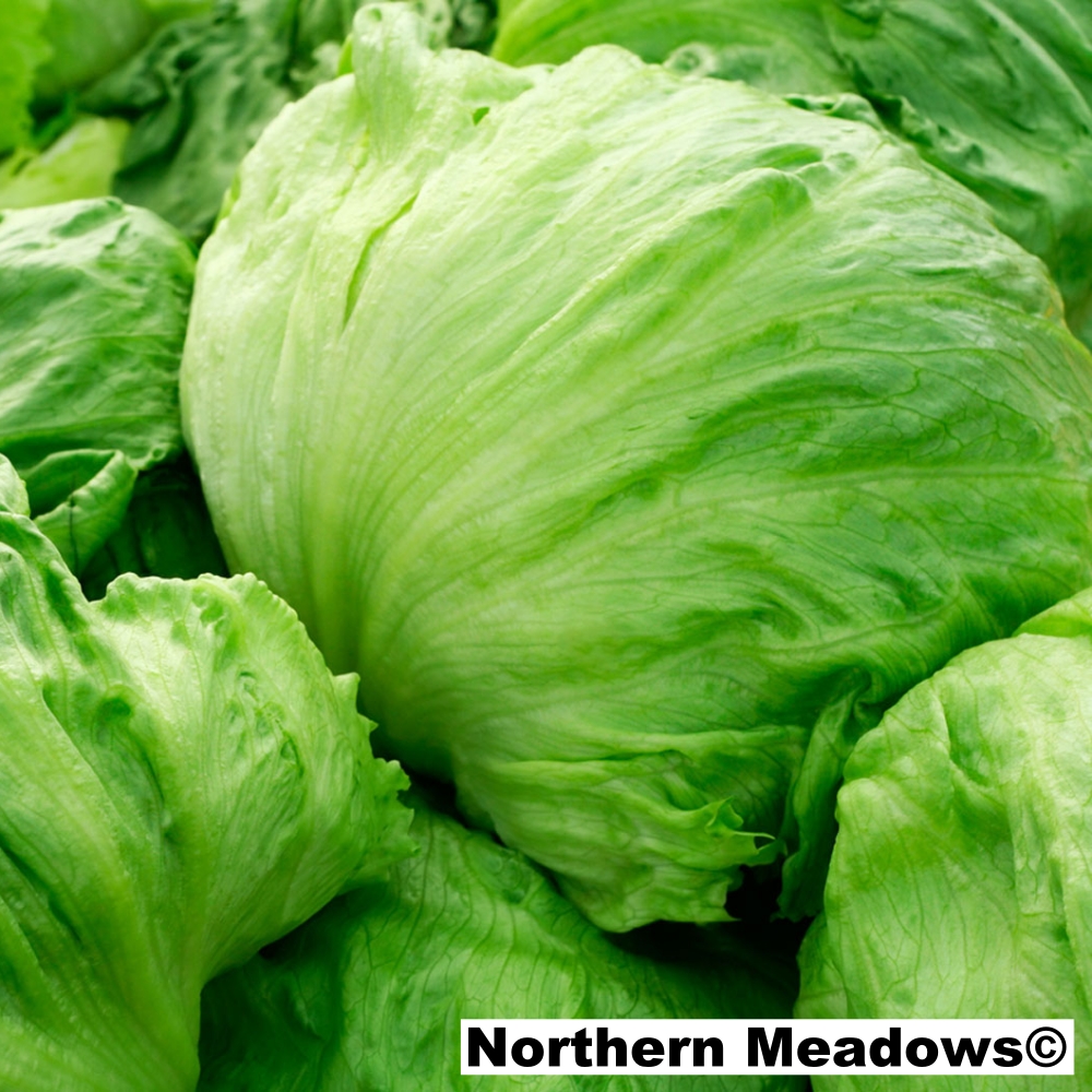 Iceberg Lettuce - Northern Meadows