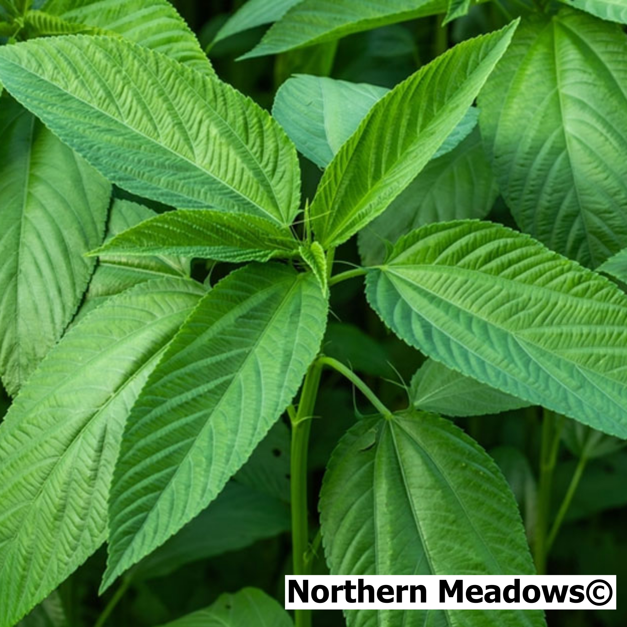Jute leaves - Northern Meadows